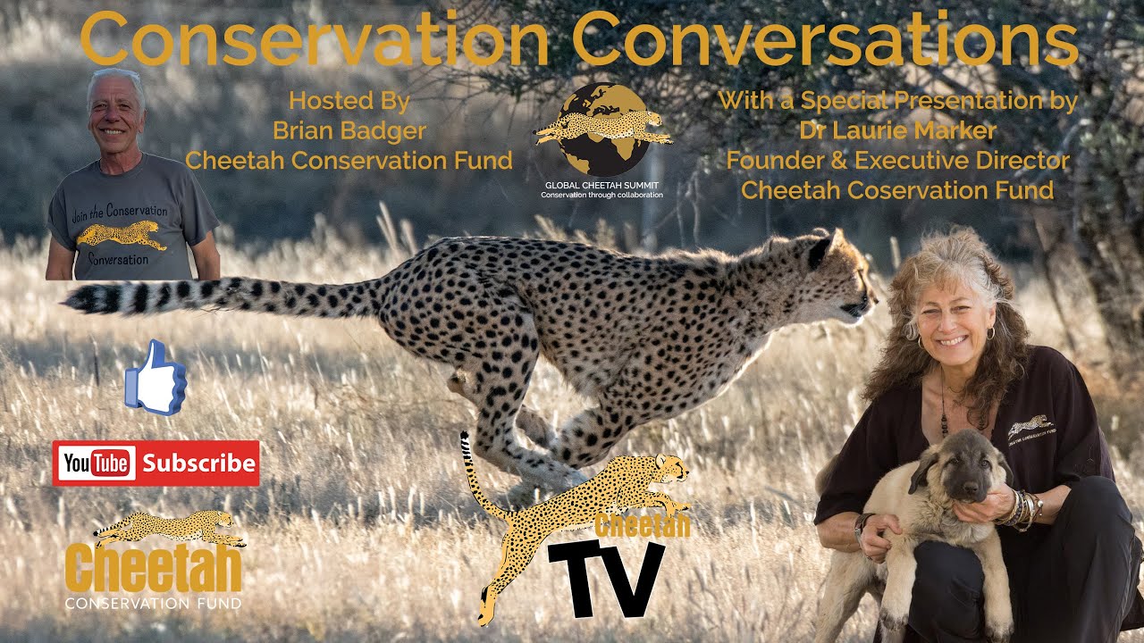 Securing the Future of Cheetahs: Dr. Laurie Marker at the Global Cheetah Summit 2024 - YouTube