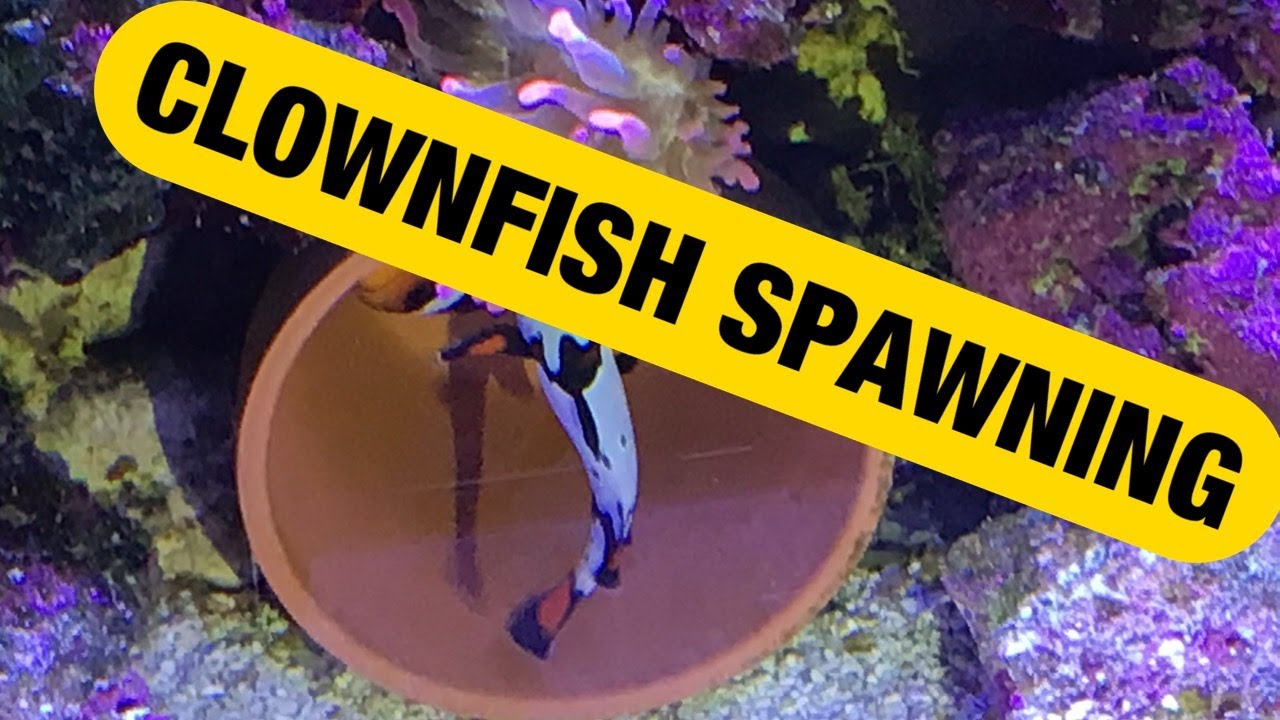 CLOWNFISH SPAWNING FULL VIDEO HD - YouTube