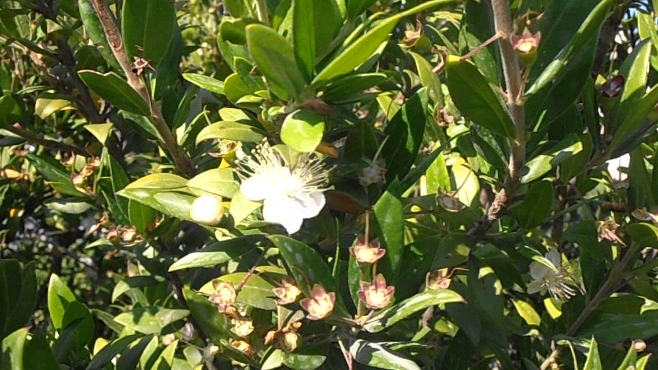 ARRAYÁN: Myrtus communis (www.riomoros.com) - YouTube