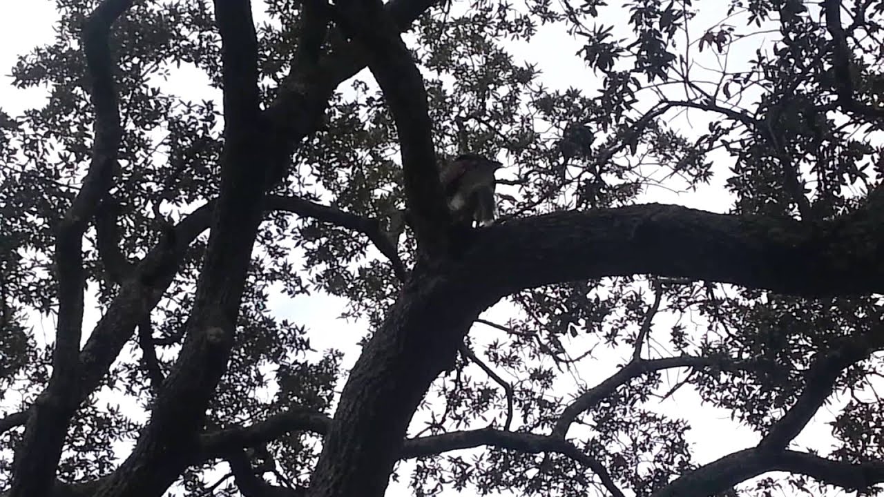 Hawk Takes Out An LSU Squirrel - YouTube