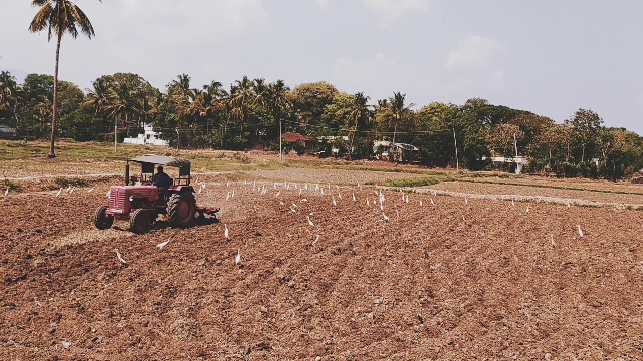 Paddy Cultivation YouTube paddy-cultivation-youtube