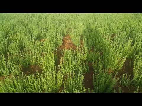 Kekik üretimi ve hasadı