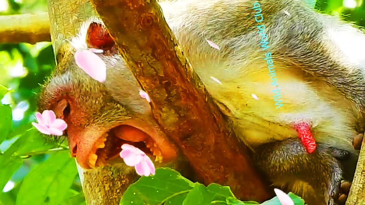 OMG! Jane Monkey Get A Sick So Hurt In Belly To Give A New Baby Birth ...