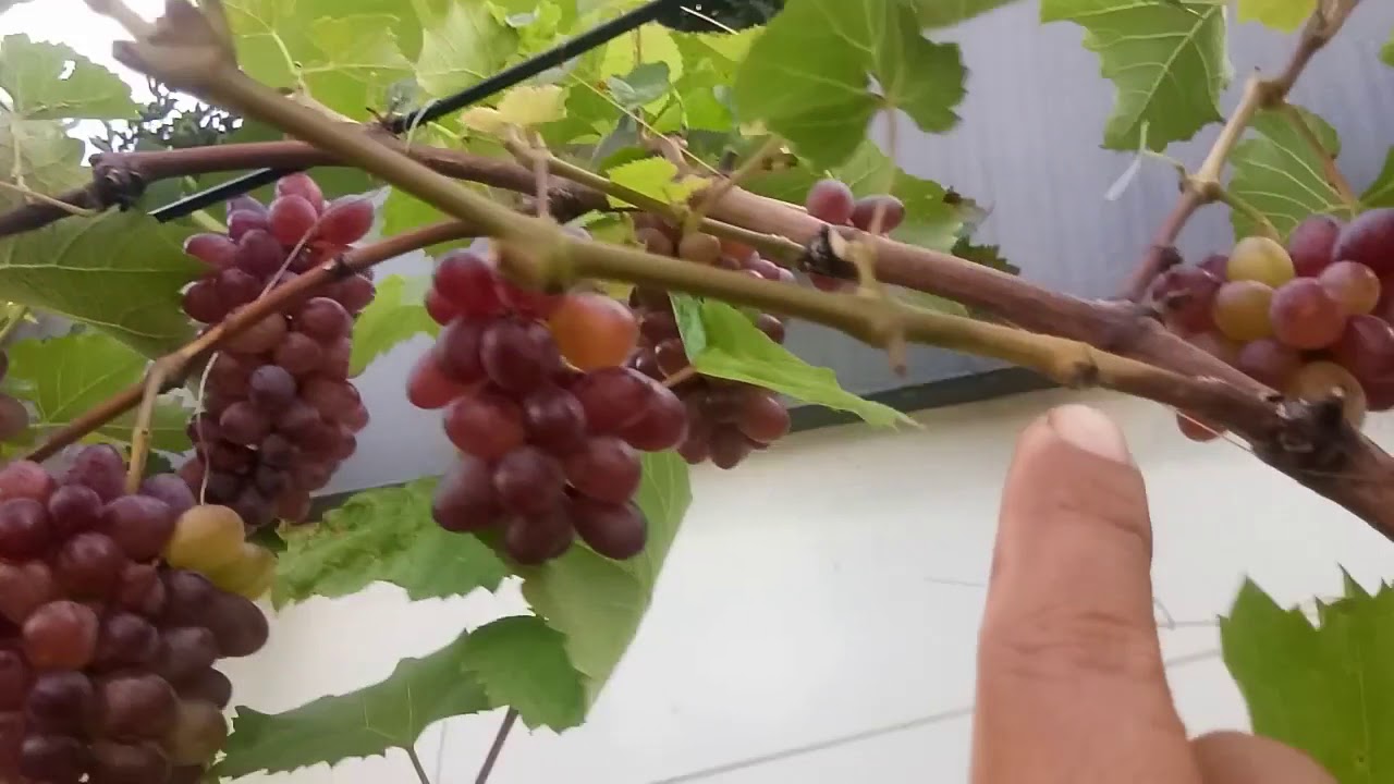 cara membuahkan anggur terus menerus - YouTube