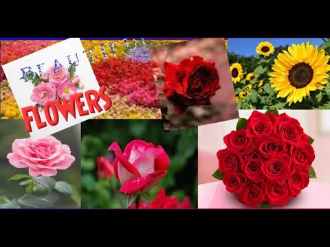 Beautiful Flowers. Flowers song non copyright. Beautiful scenes of ...