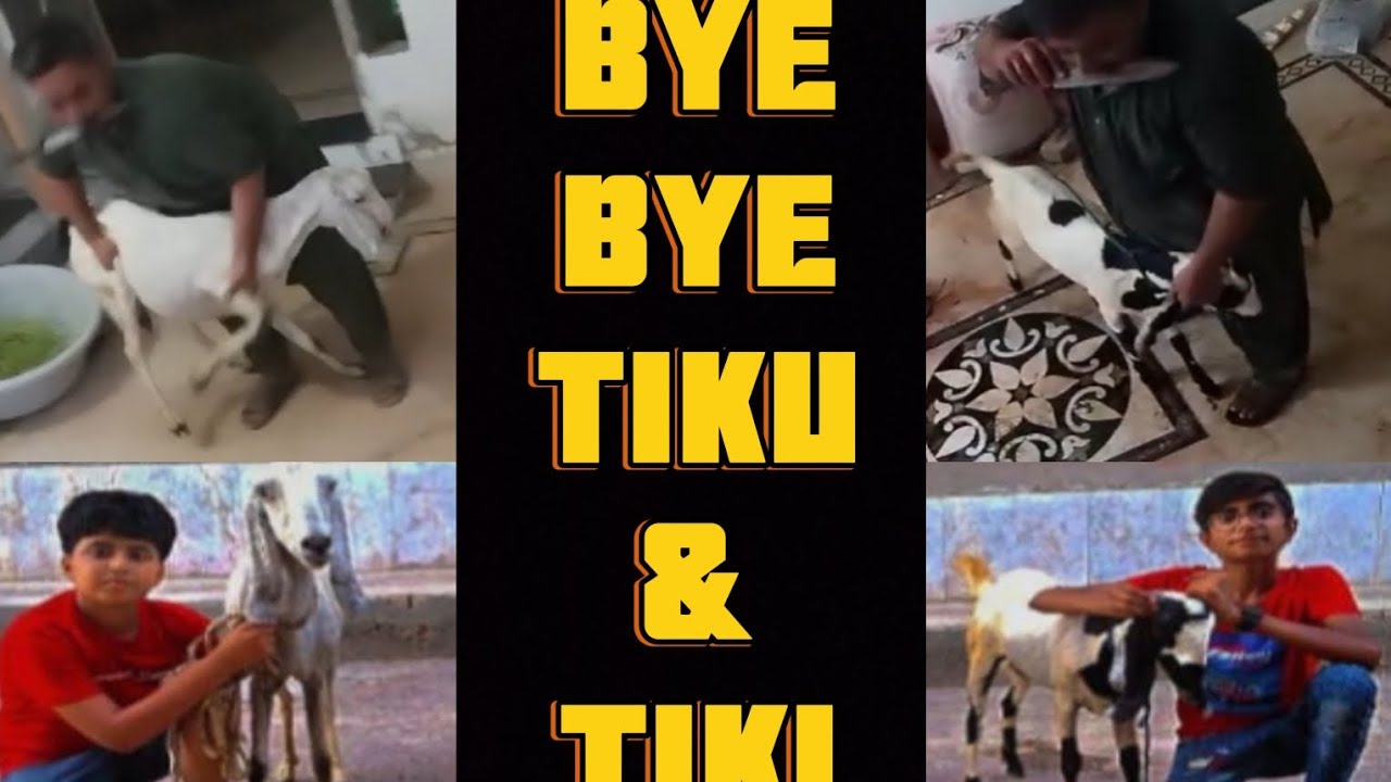 Eid Vlog (R.I.P TIKU & TIKI🥹) - YouTube