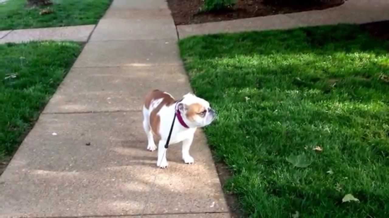 How to walk an English Bulldog: Lesson 1 plan not to walk them, watch ...
