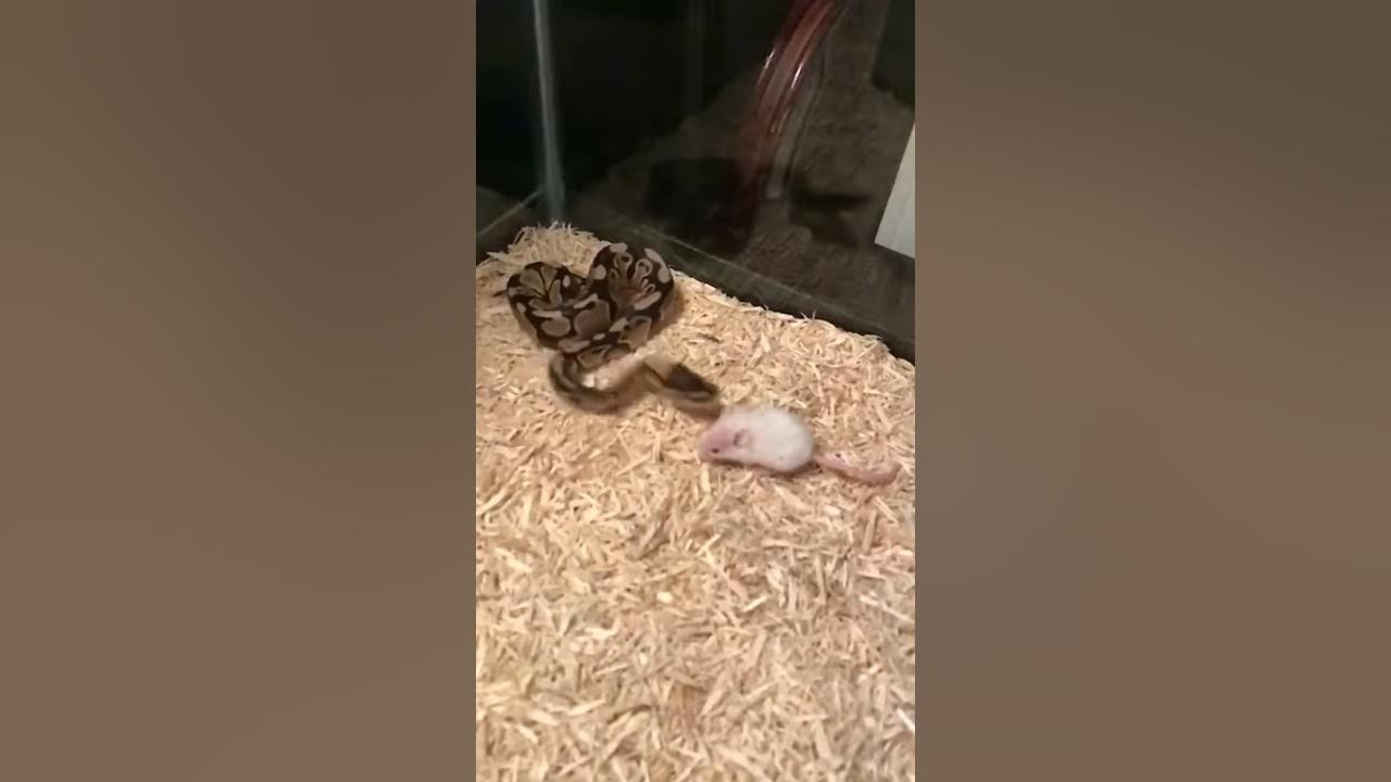 Ball Python live feeding - YouTube