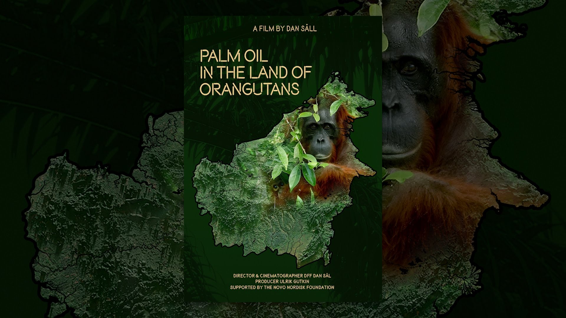 Palm Oil in the land of Orangutans - YouTube