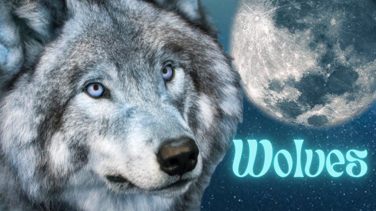 Curious facts about wolves | Exotic animals - YouTube