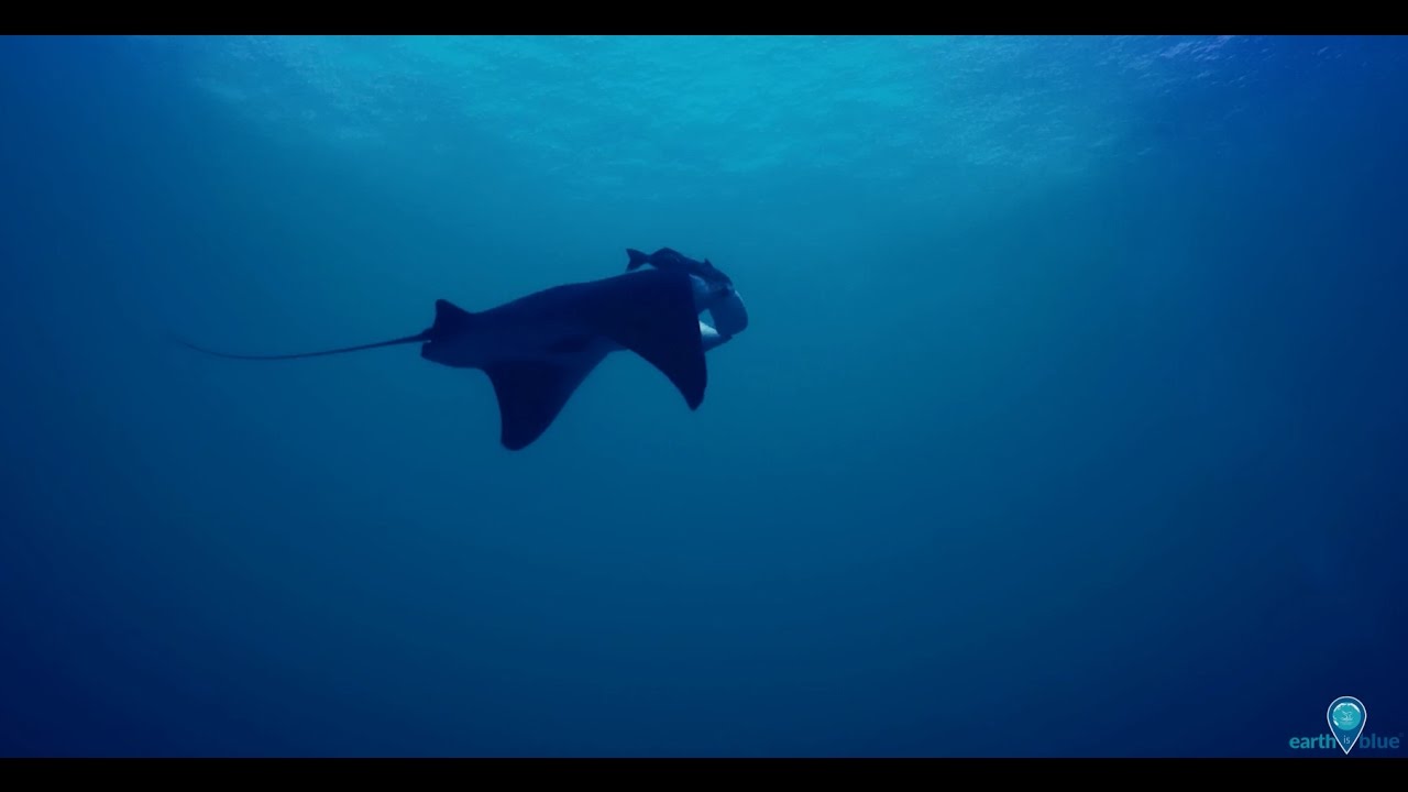 Your Earth Is Blue: Manta Rays in Flower Garden Banks National Marine ...