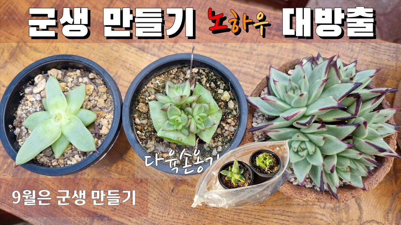 다육군생 만들기다육화분다육화분손옹기화분다육군생농장인천시 남동구 도림동 231 2 Youtube