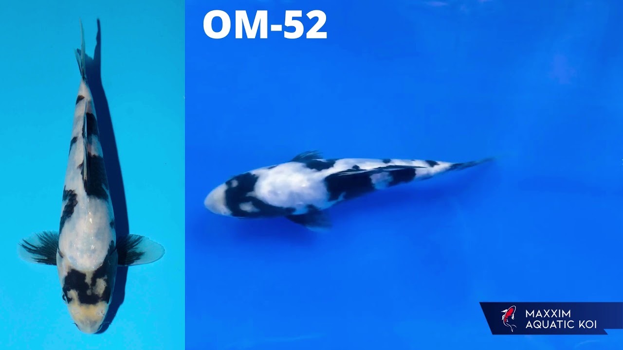 OM - 52 | OMOSAKO SHIRO GROW OUT 2021 - YouTube