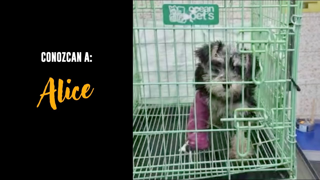 Caso de #PARVOVIRUS tratado con #NAGPET // Episodio 5: ALICE - YouTube