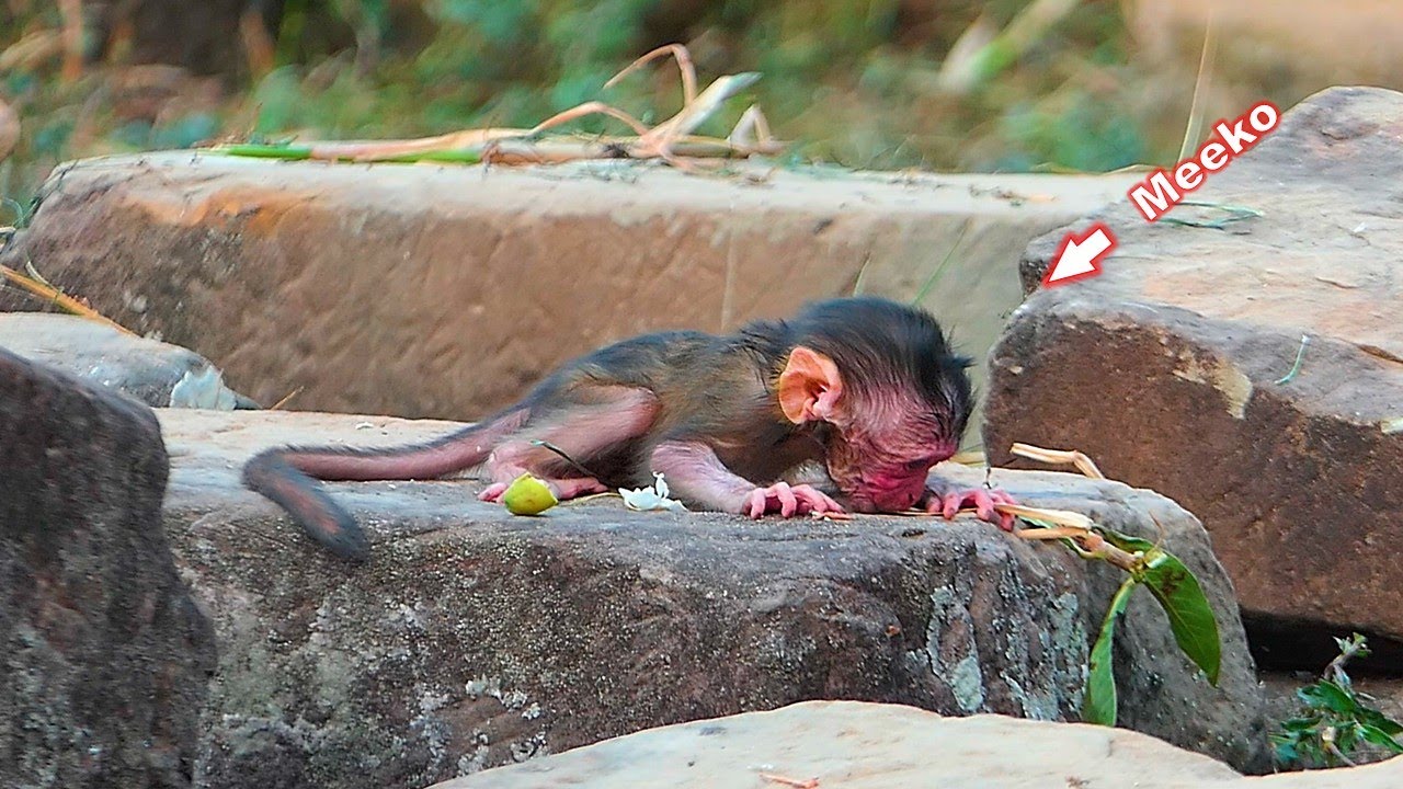 The newborn baby Meeko seems to be lacking energy as he hasn't drunk ...