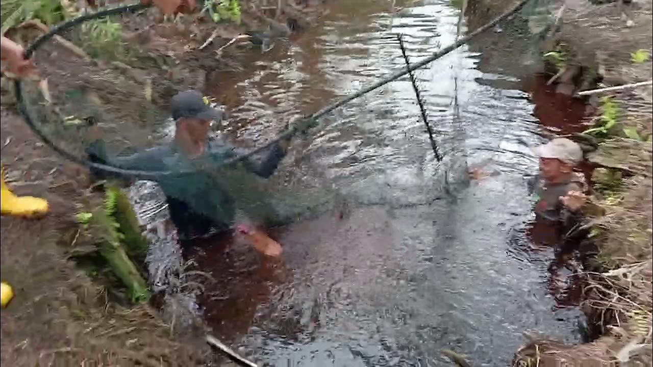 Cara Menangkap ikan dengan mudah dengan hasil yang memuaskan Eps 98 #mancing #fishing - YouTube