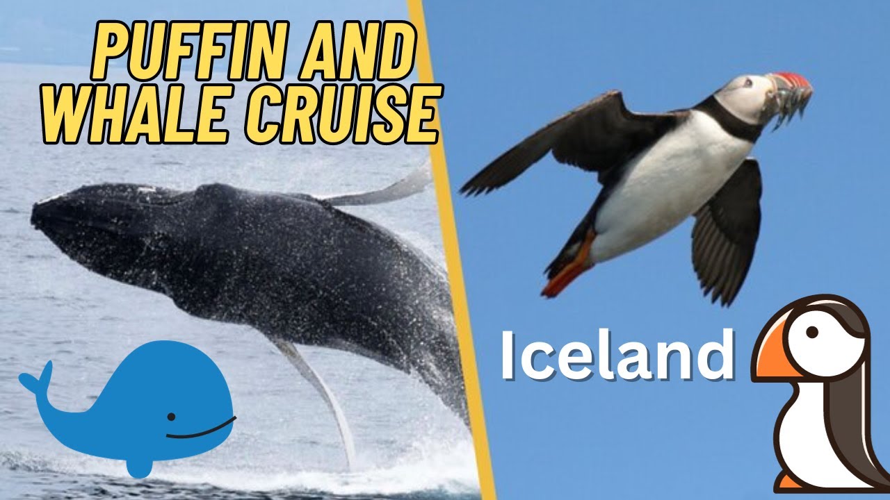 🌊 Iceland's Wildlife Extravaganza: Puffin & Whale-Watching Adventure ...