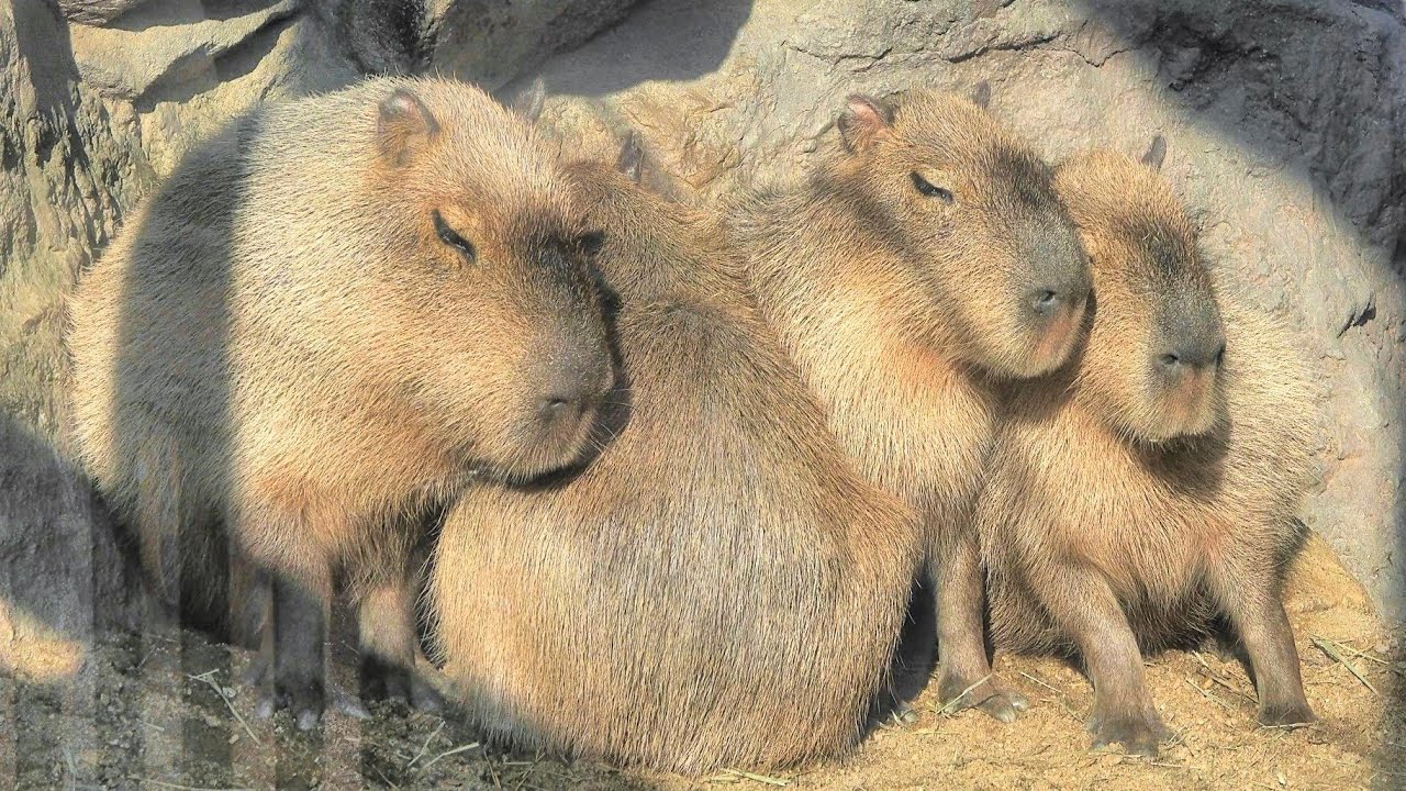 Capybara snuggling up close and taking a nap - YouTube
