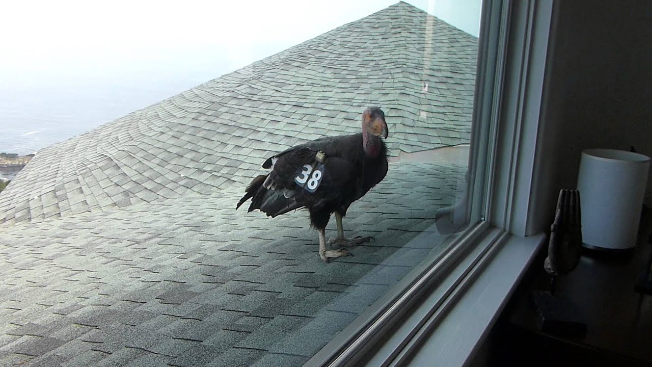 California Condor take off - YouTube