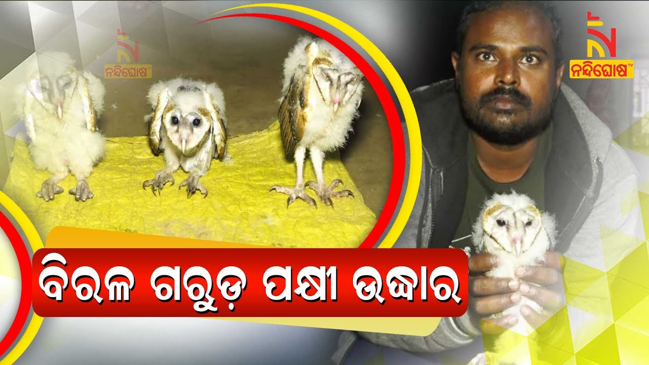 Garoda Birds Garuda | Vedic Deity, Mount Of Vishnu, Eagle Man