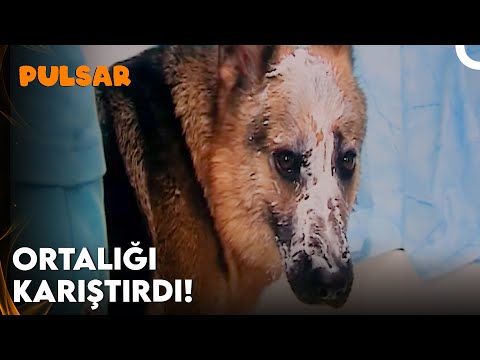 Pulsar Yaramazlık Peşinde! | Pulsar 5. Bölüm