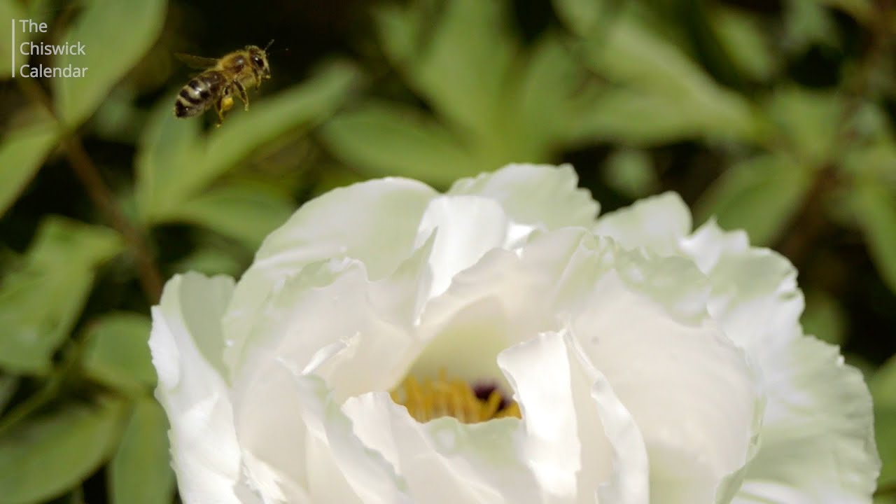 Chiswick Mall Open Gardens, Sunday 31 May 2015 - YouTube