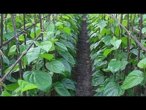 पान की खेती | Betel Leaf farming | Paan ki kheti |Pan ki kheti kaise Kare | A2Z full Vide ...