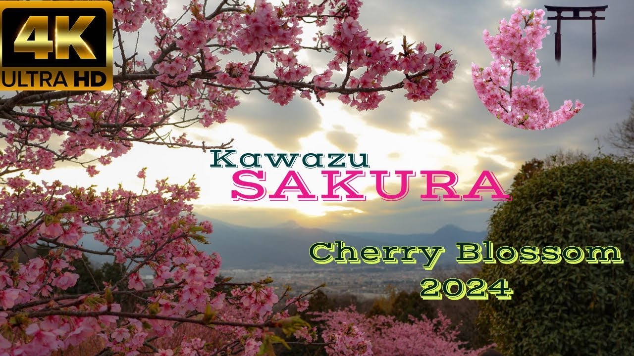Early SAKURA near Tokyo - 4K HDR -JAPAN Cherry Blossom🌸🇯🇵⛄ 🌸"KAWAZU ...