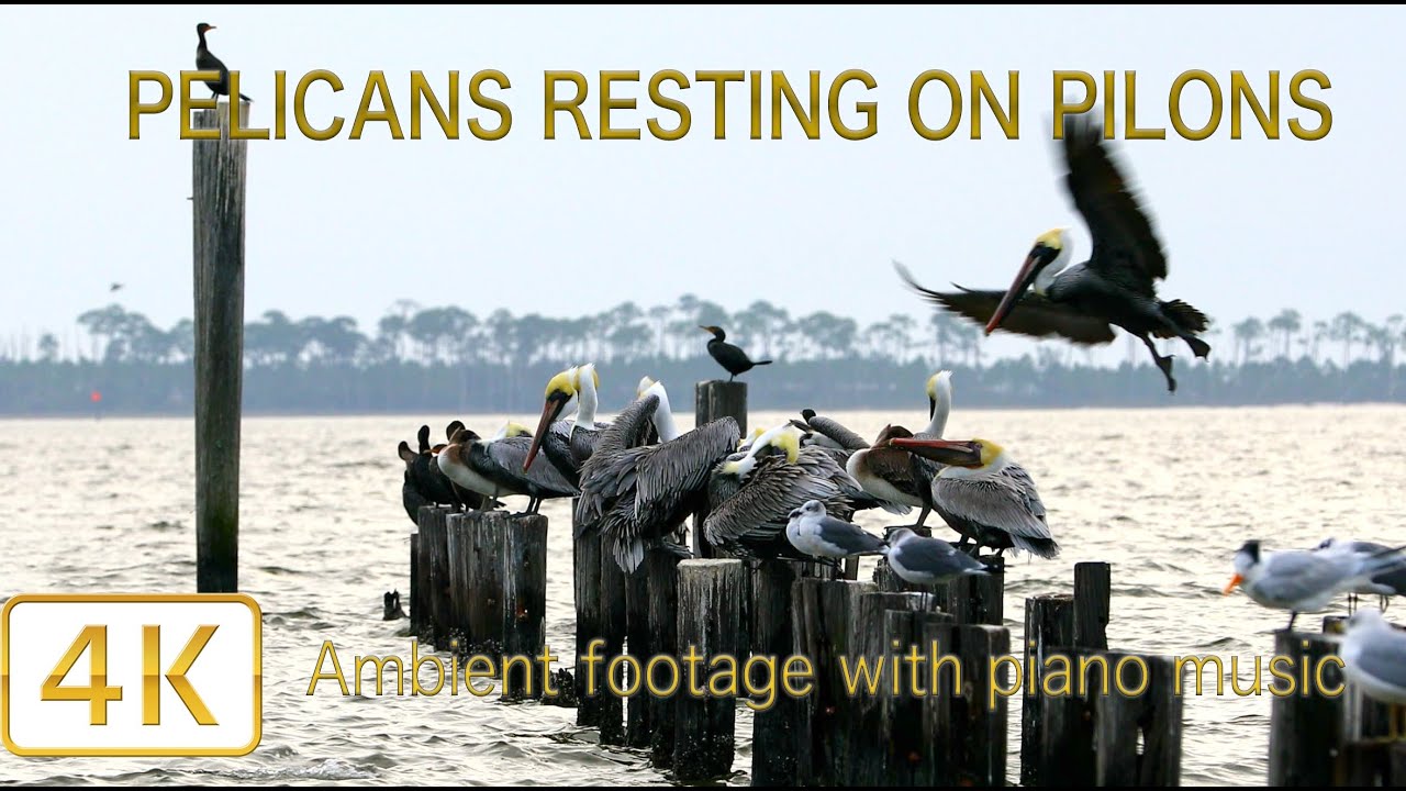 Nature Sounds [4K] WILDLIFE~Pelicans, Seagull Sounds, Ocean Waves ...