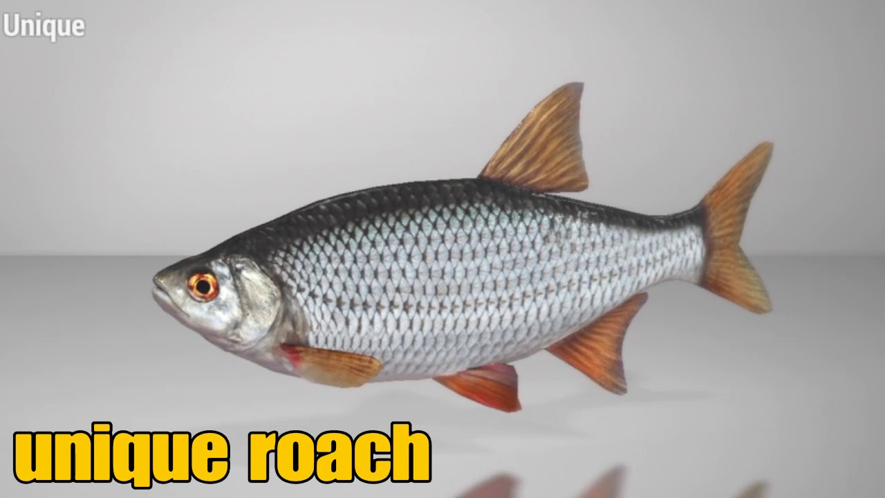 fishing planet ps4 Italy unique Barbell Roach Crucian carp quick guide ...