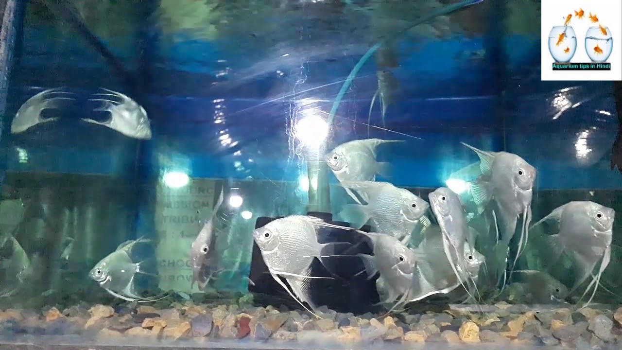 Platinum Angelfish Care || How to care Platinum Angelfish ? - YouTube