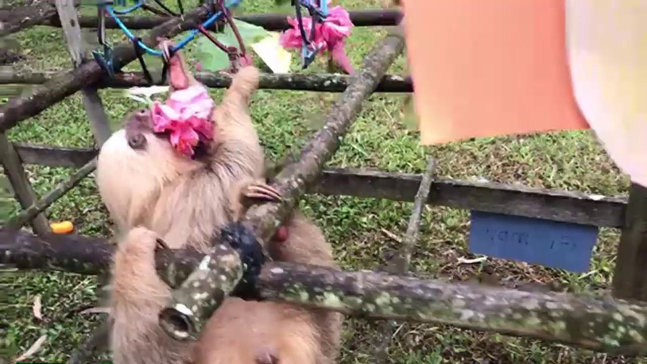 Award Ceremony | Sloth Ironman Games 2019 - YouTube