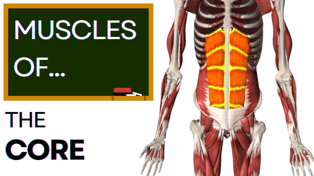 Muscles of the The Core | Learn Anatomy - YouTube