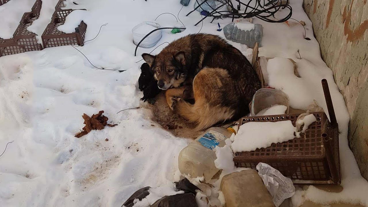 Abandoned mom dog gave birth on the snow, shaking in cold, try her last ...