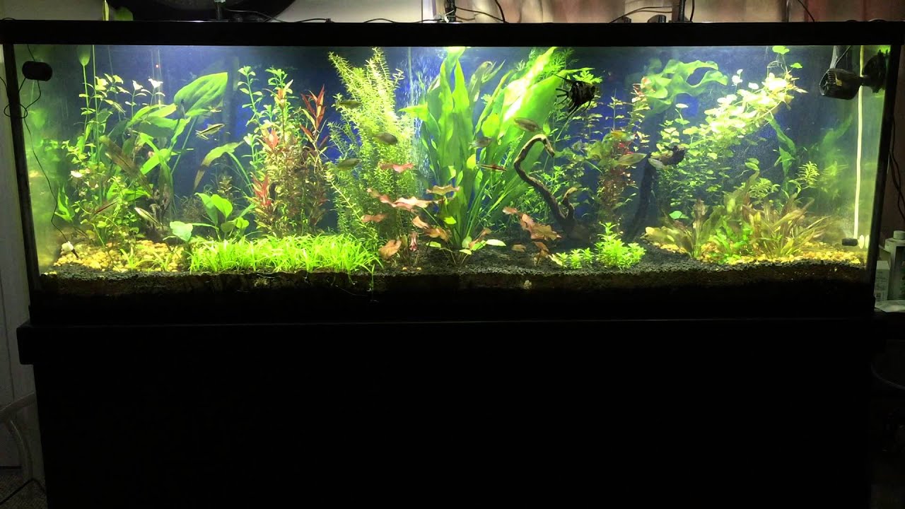 Update on my 180 gallon planted tank - YouTube