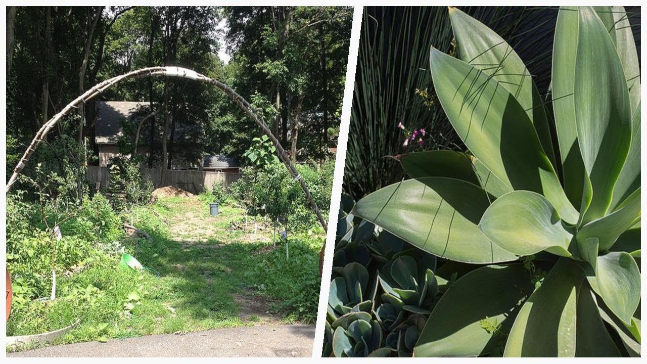 75 Mid-century Modern Backyard Landscaping Design Ideas You'll Love ⭐ ...