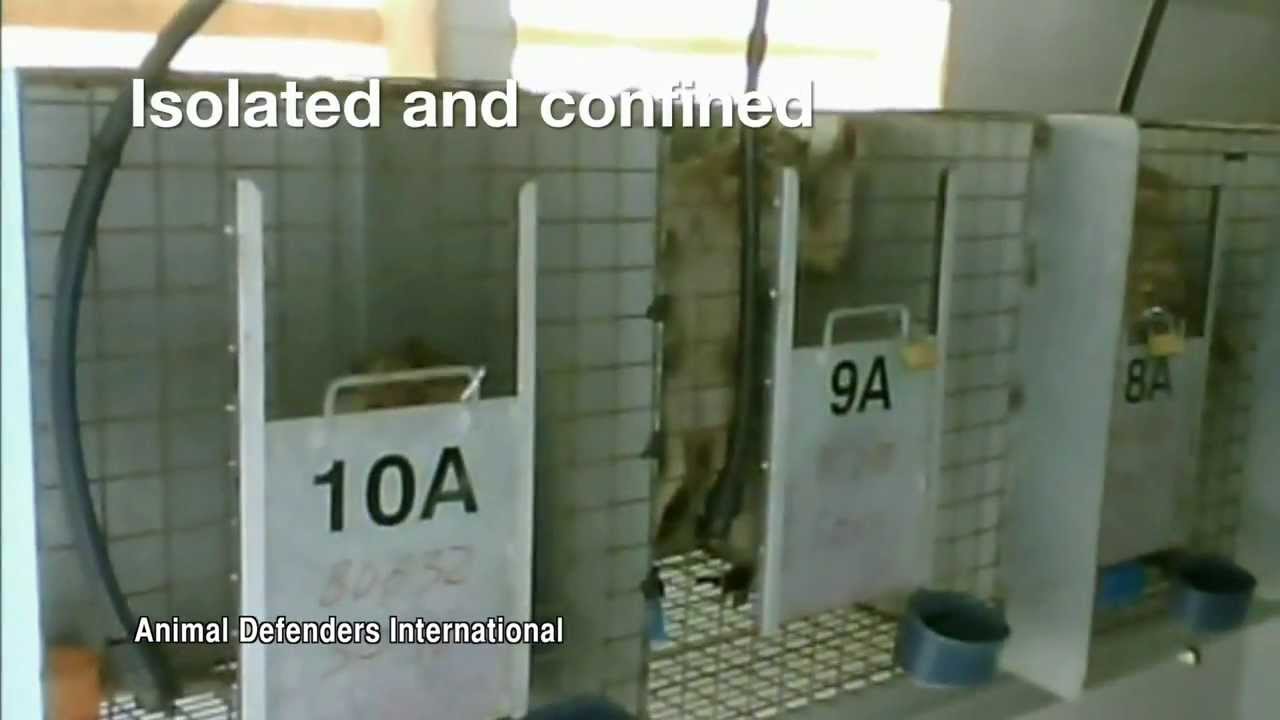 Isolated and confined at Noveprim, Spain - YouTube