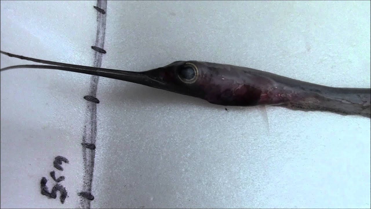 Snipe Eel: Nemichthyidae - YouTube