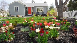 I Planted 2,000 Tulips in my Garden! Here's My 2024 Tulip Garden Tour 🌷🌷🌷