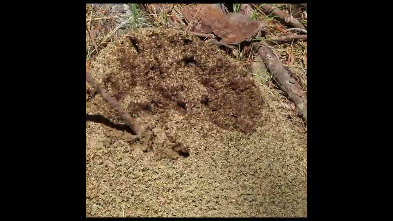 FIRE ANT HILL - YouTube