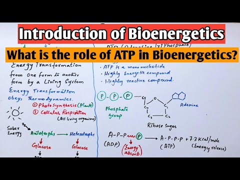 Bioenergetics | a brief introduction | What is the role of ATP in ...