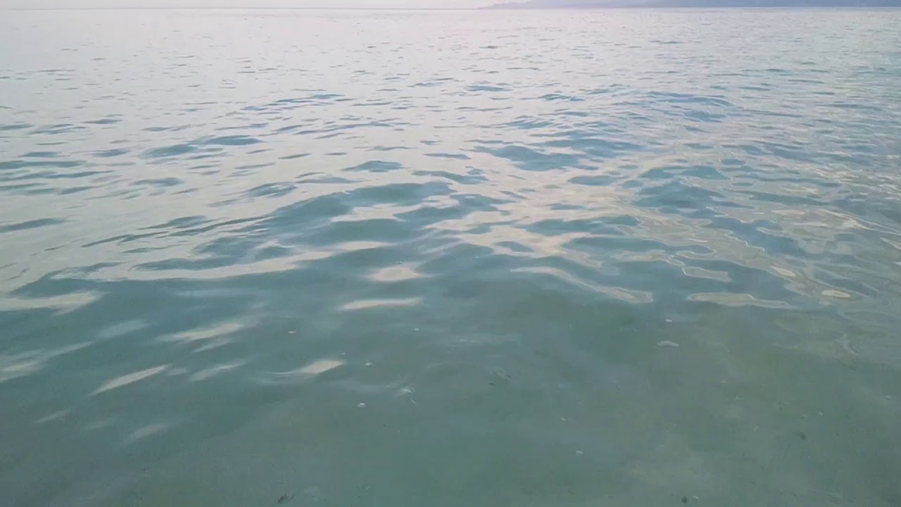 Salah satu kekayaan laut di pulau batek NTT - YouTube