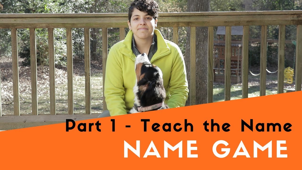 How to Teach Your Dog the Name Game - Introduce the Name - YouTube