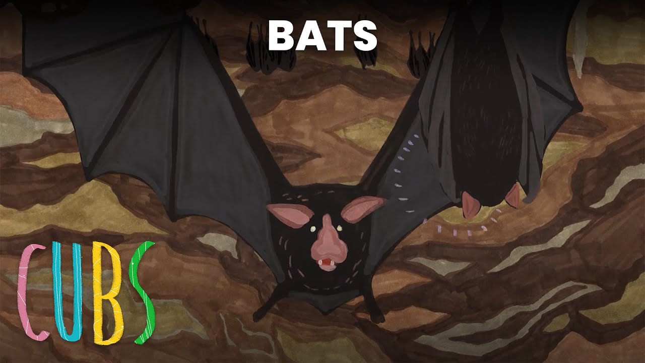 Bats | Cubs (S1E18) | FULL EPISODE | Da Vinci - YouTube