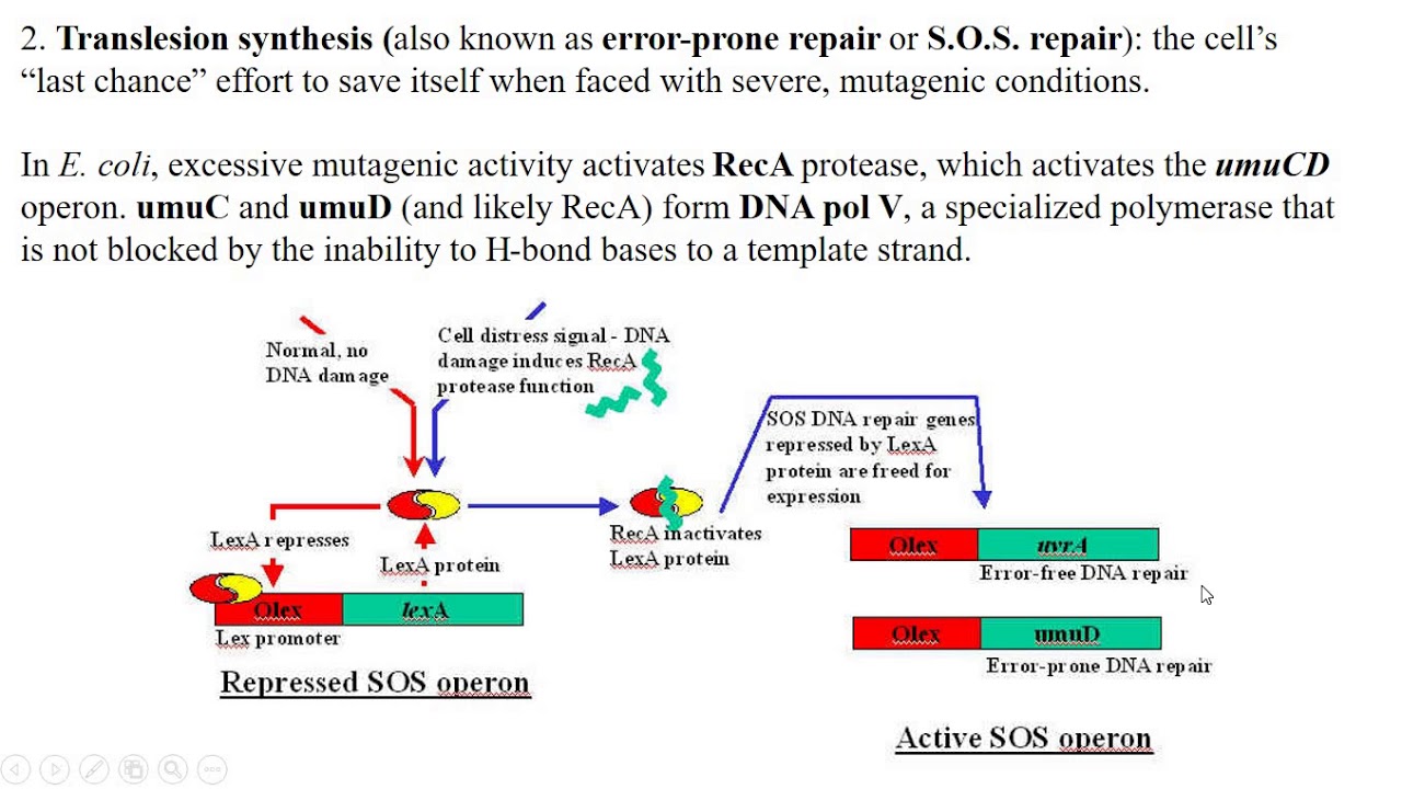 DNA Repair part 4 - YouTube