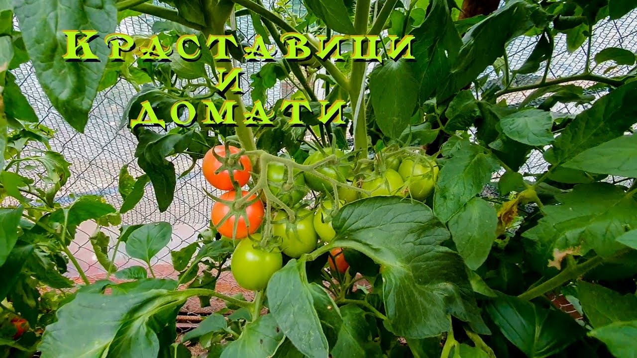 Живот на село Есента в нашата зеленчукова градина Youtube