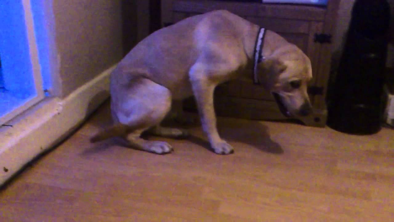 Labrador has itchy feet part 2 - YouTube
