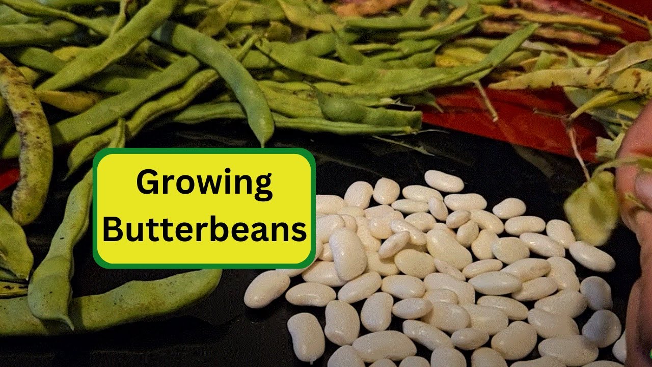 Growing Butterbeans - YouTube