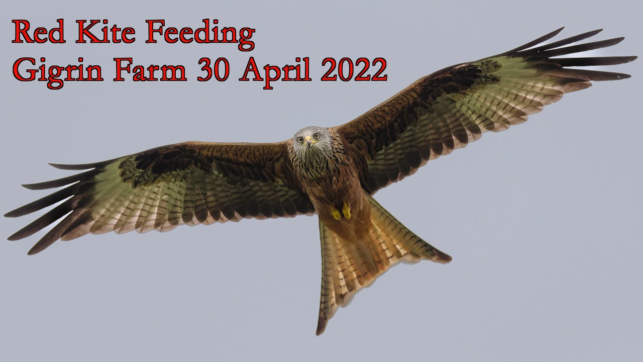Red Kite Feeding at Gigrin Farm 30 April 2022 - 4K Panasonic GH6 120fps ...
