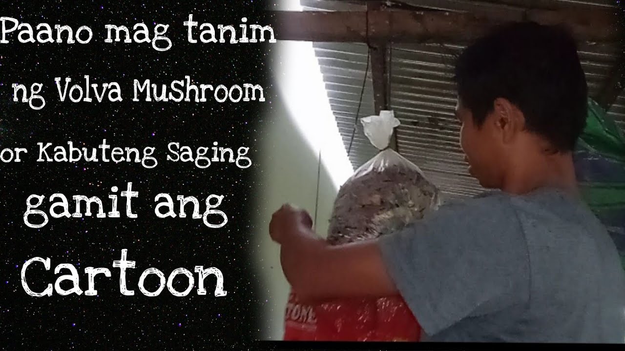 Paano mag tanim ng Volva Mushroom or Kabuteng Saging gamit ang cartoon ...